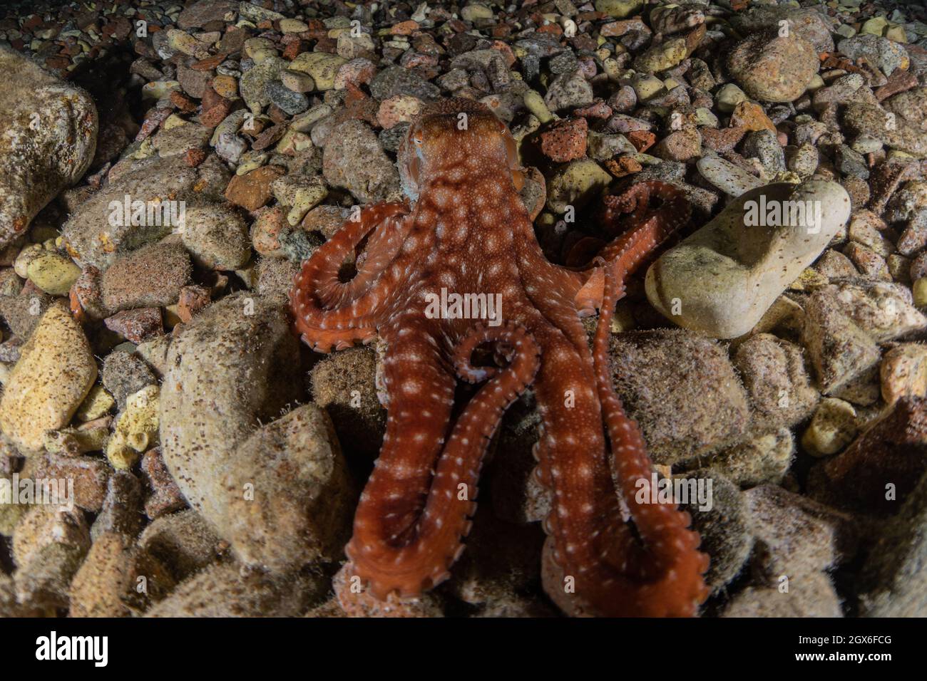 Octopus king of camouflage in the Red Sea, Eilat Israel Stock Photo - Alamy