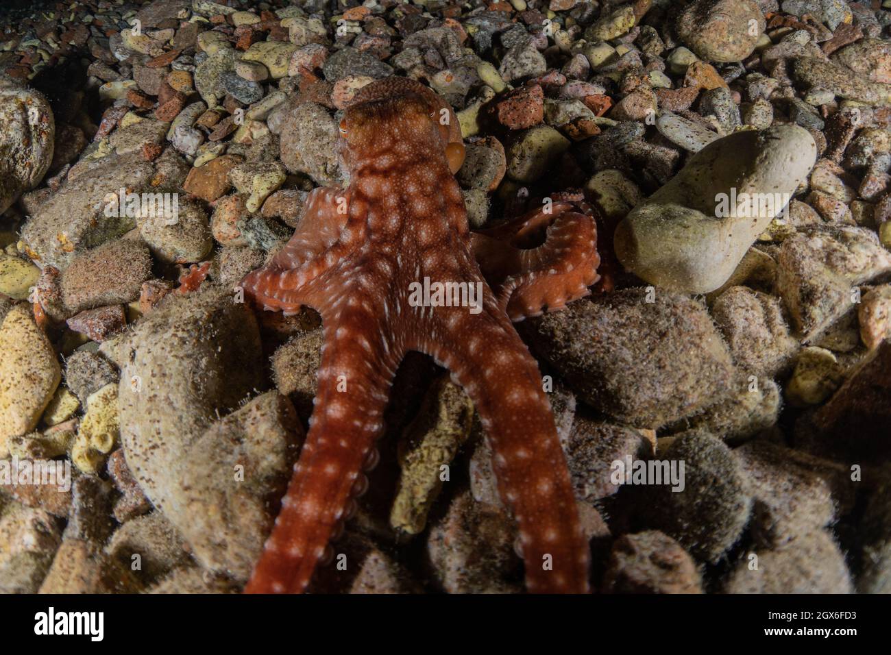 Octopus king of camouflage in the Red Sea, Eilat Israel Stock Photo - Alamy