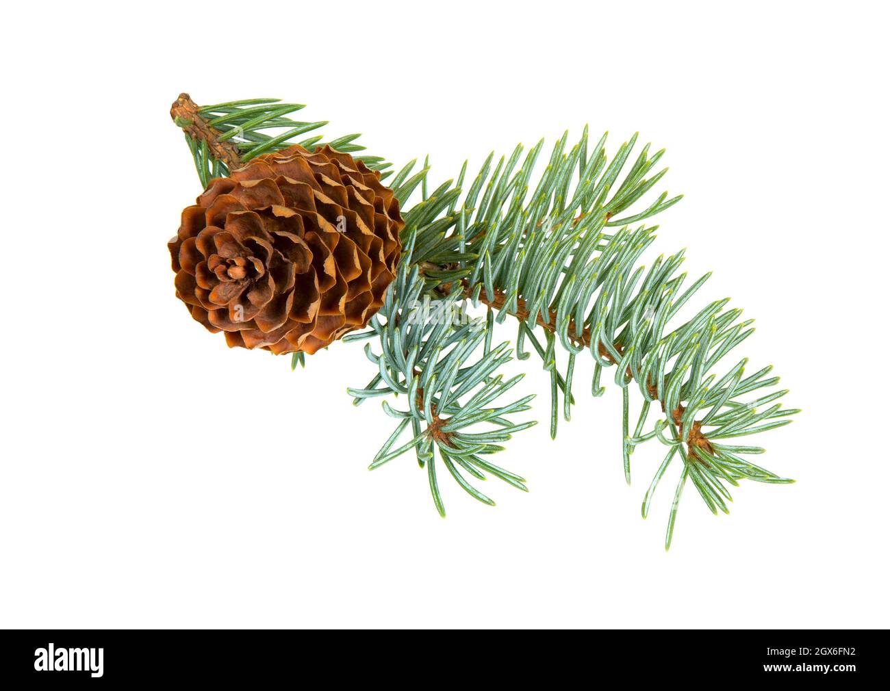 Spruce branch with cones isolated on white background. Fir tree branch. Spruce branch. Christmas ...