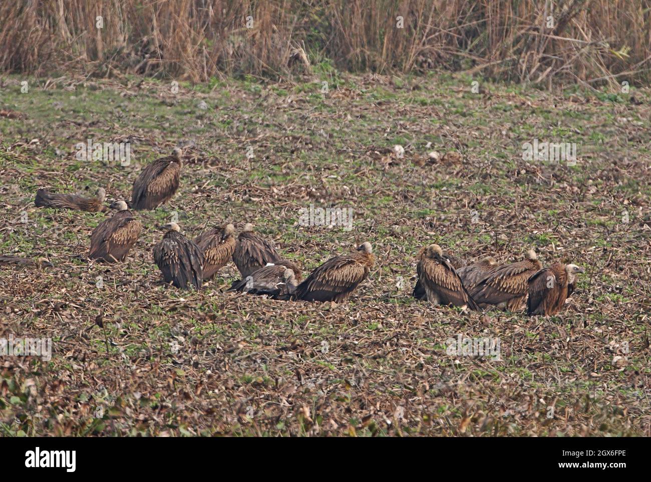 Loafing bird hi-res stock photography and images - Alamy