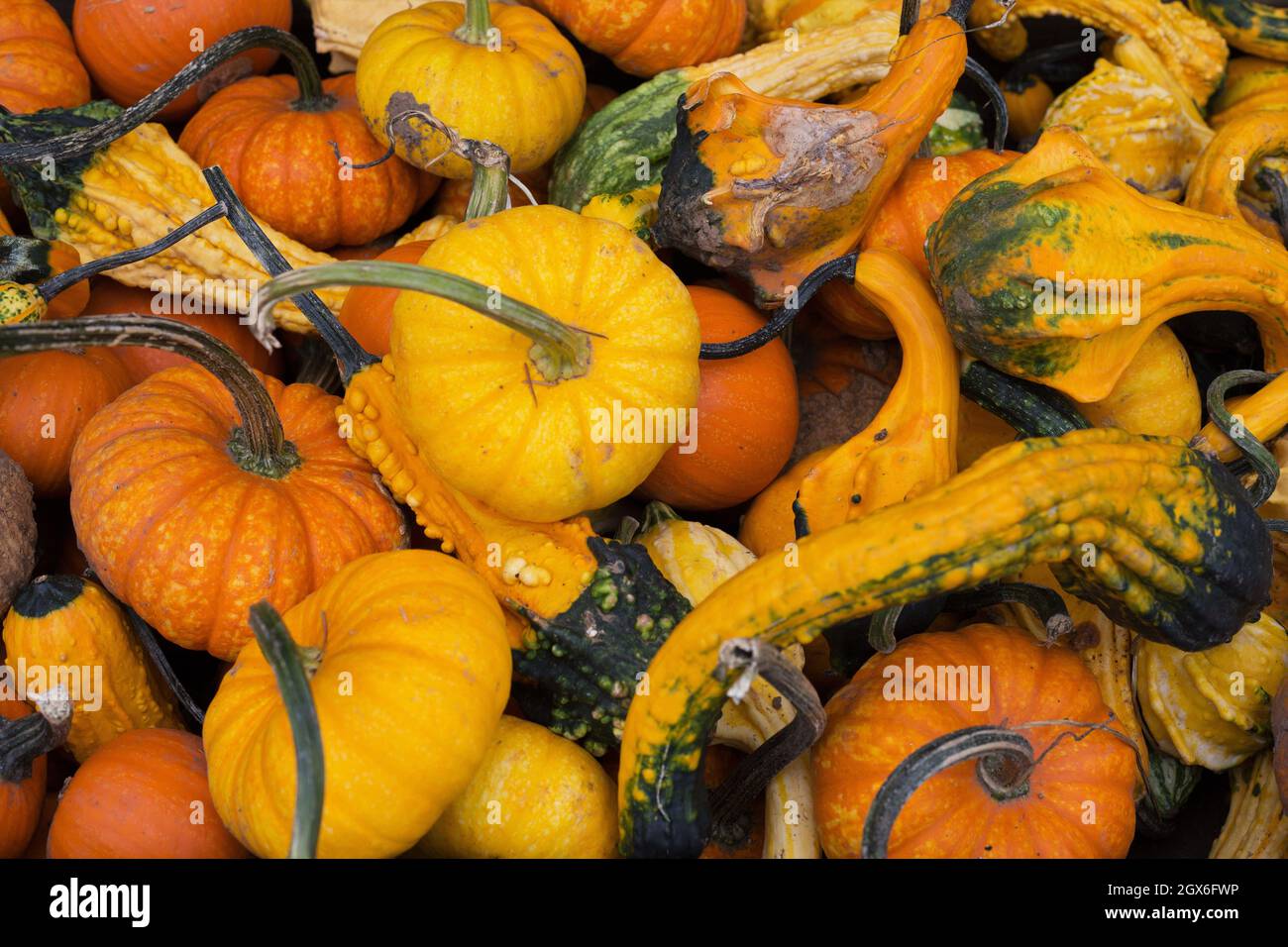 A large pile of squash of different colors Stock Photo - Alamy