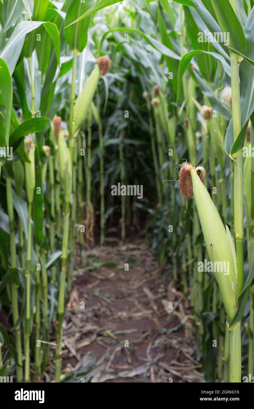 View from inside a corn patch, between two rows Stock Photo - Alamy