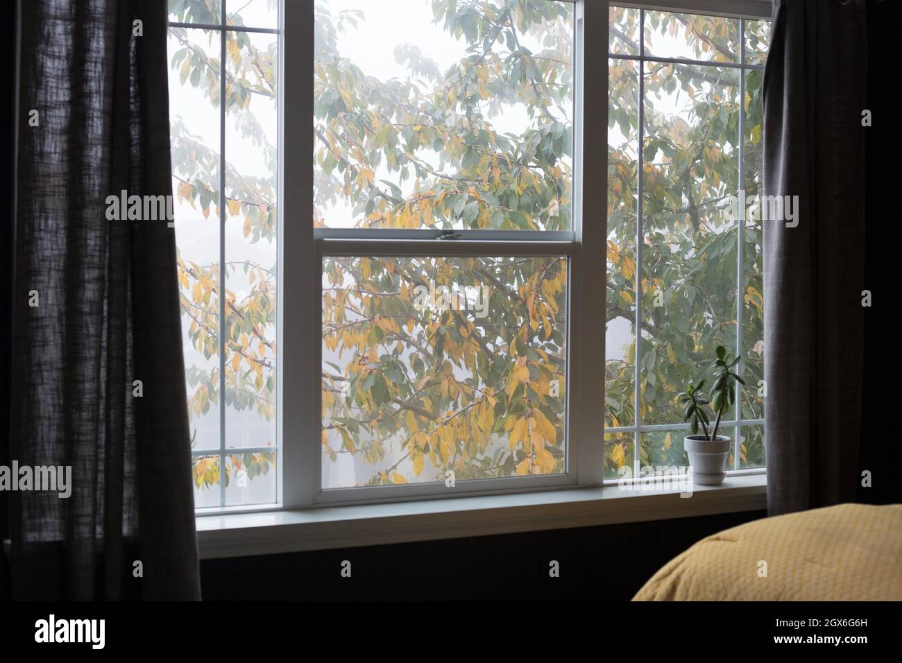 Fall colors on a tree outside a bedroom window Stock Photo - Alamy
