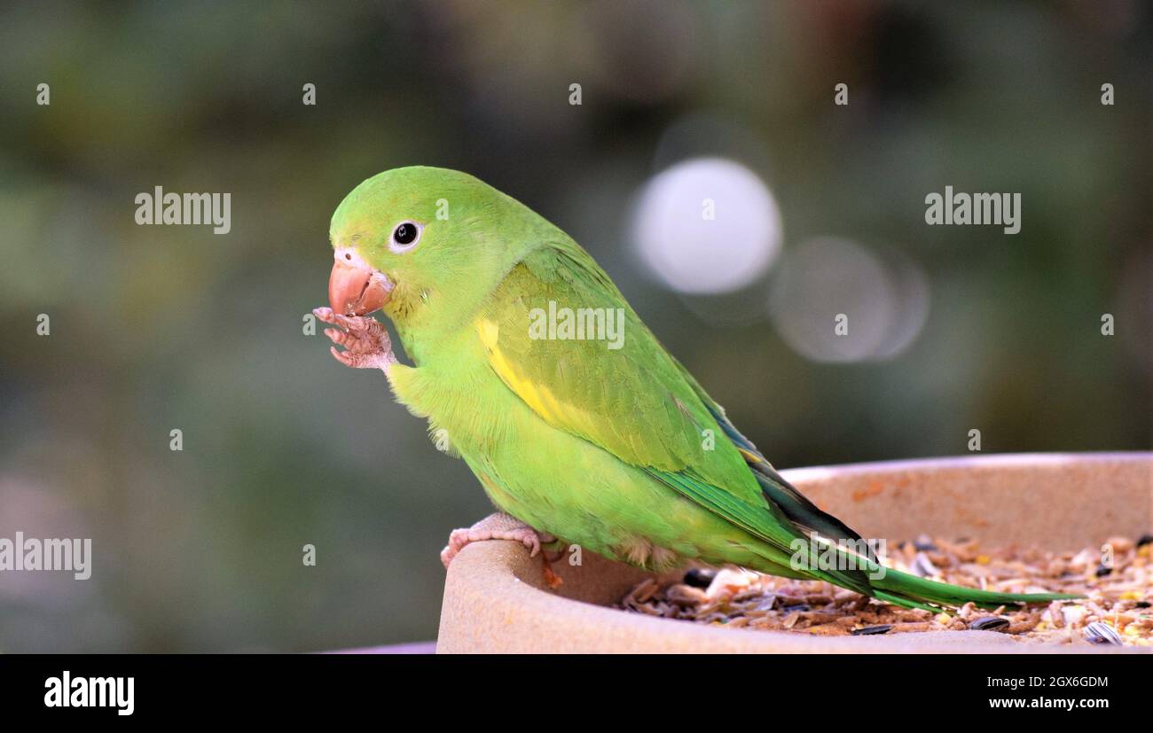 Periquito estrela hi-res stock photography and images - Alamy