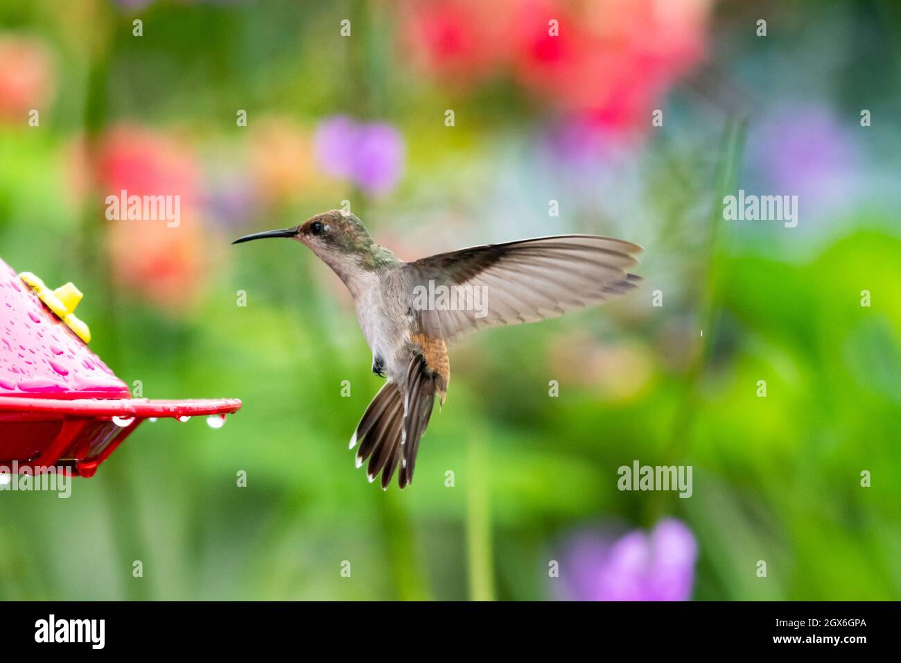 Female Ruby Topaz hummingbird, chrysolampis mosquitus, approaching a ...