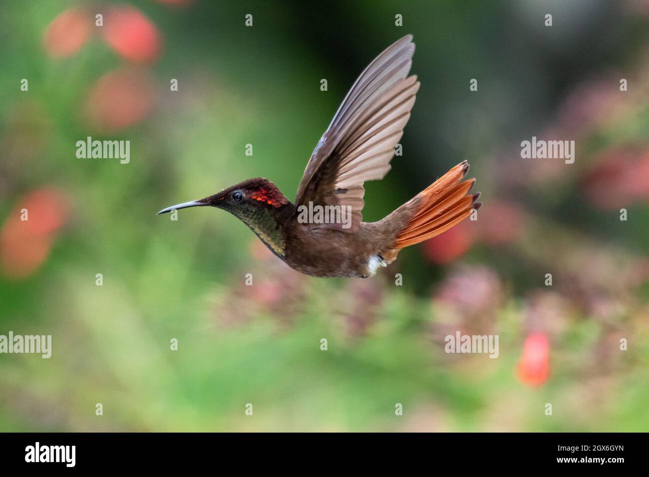 A Ruby Topaz hummingbird (Chrysolampis mosquitus) hovering in the air ...