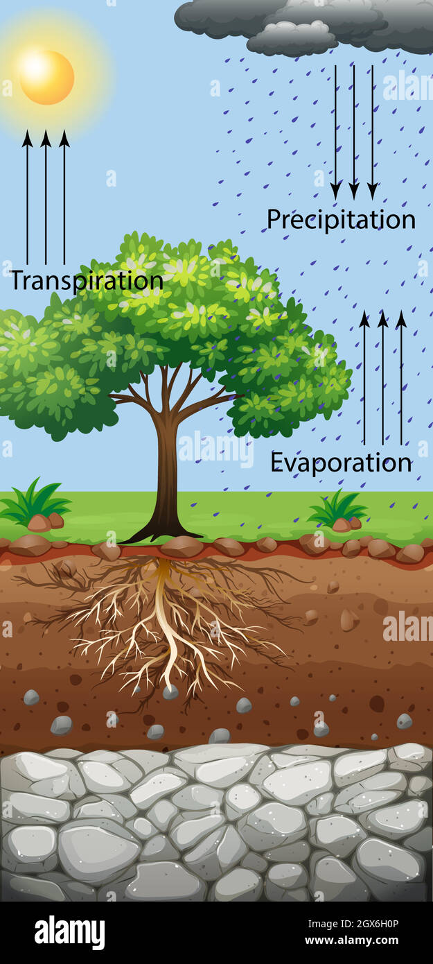 Transpiration tree hi-res stock photography and images - Alamy