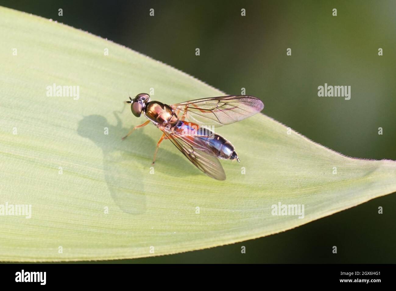 Female Twin-spot Centurion Soldier Fly (Sargus bipunctatus). Genus ...