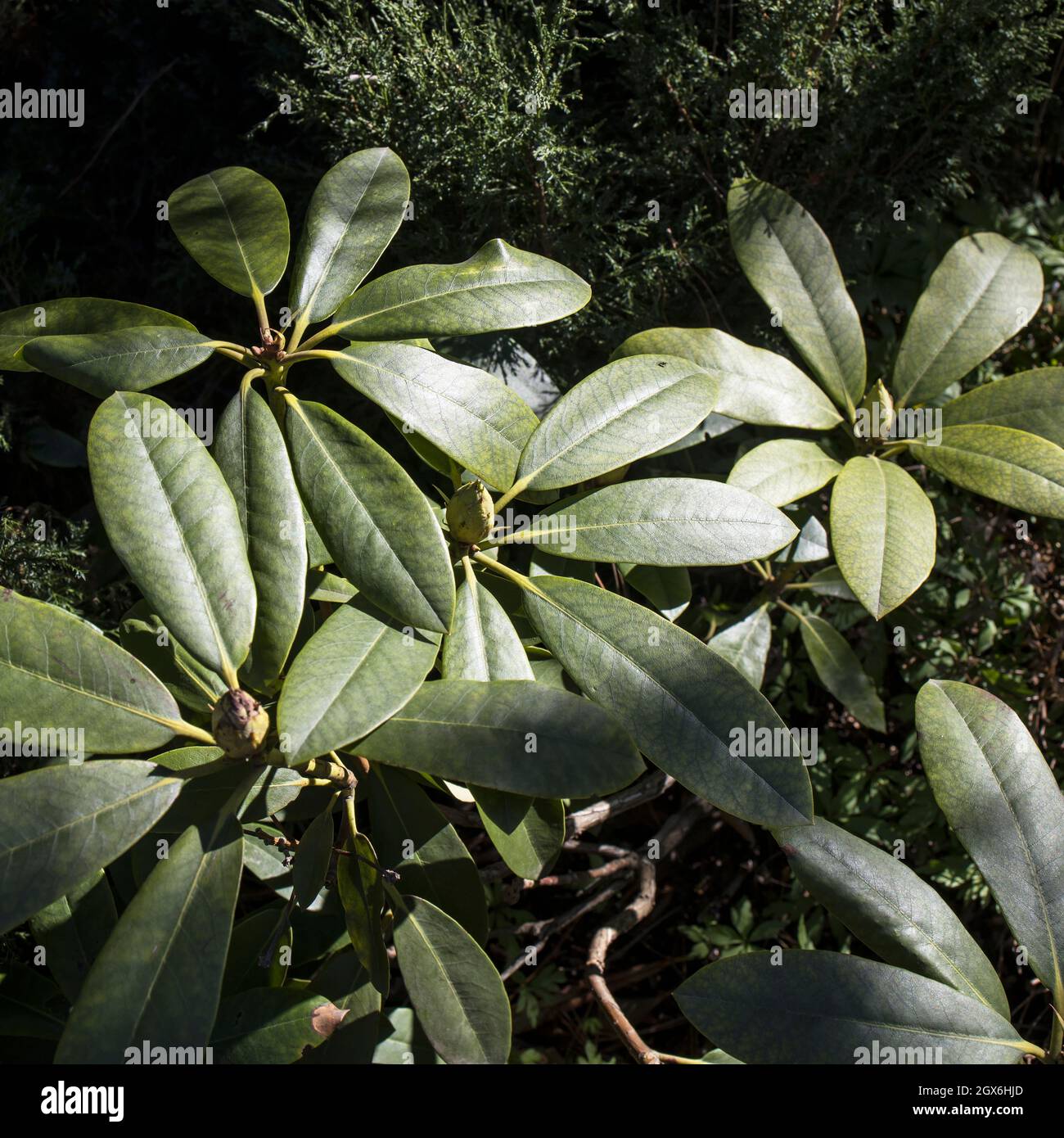 Green leaves of magnolia with swollen buds in a botanical garden ...