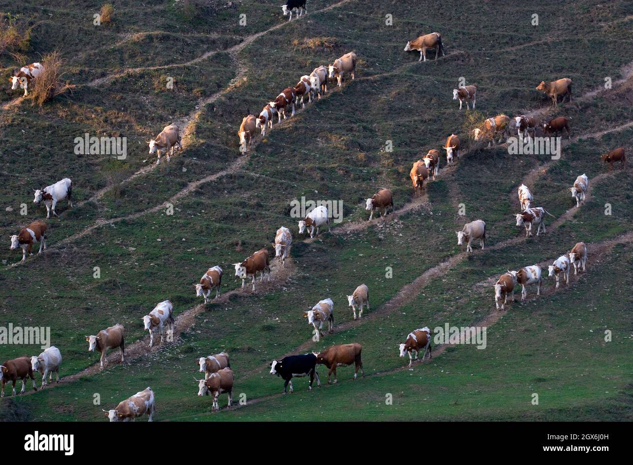 Cattle returning home at sunset hi-res stock photography and images - Alamy