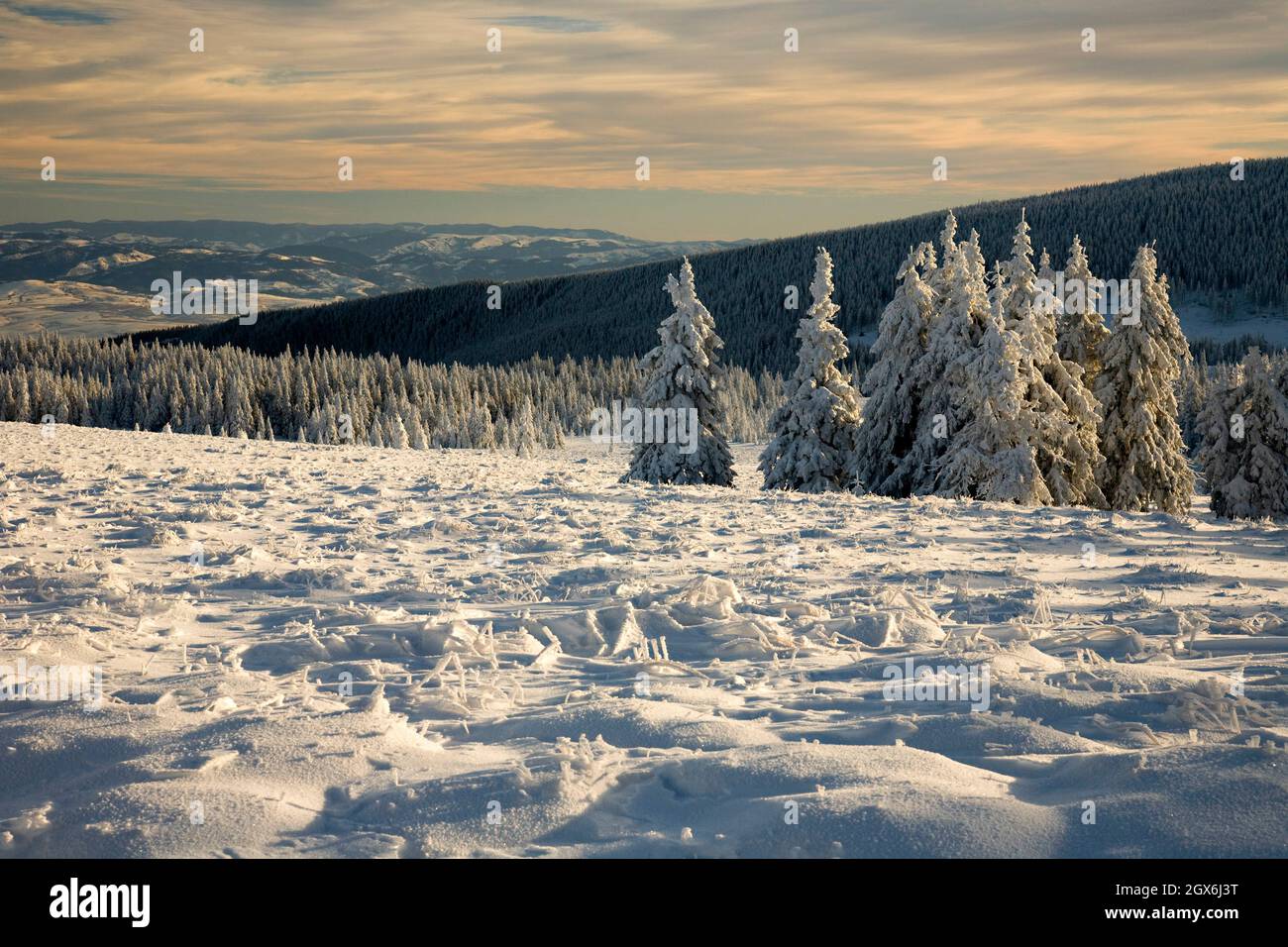 Winter landscape with trees Stock Photo - Alamy