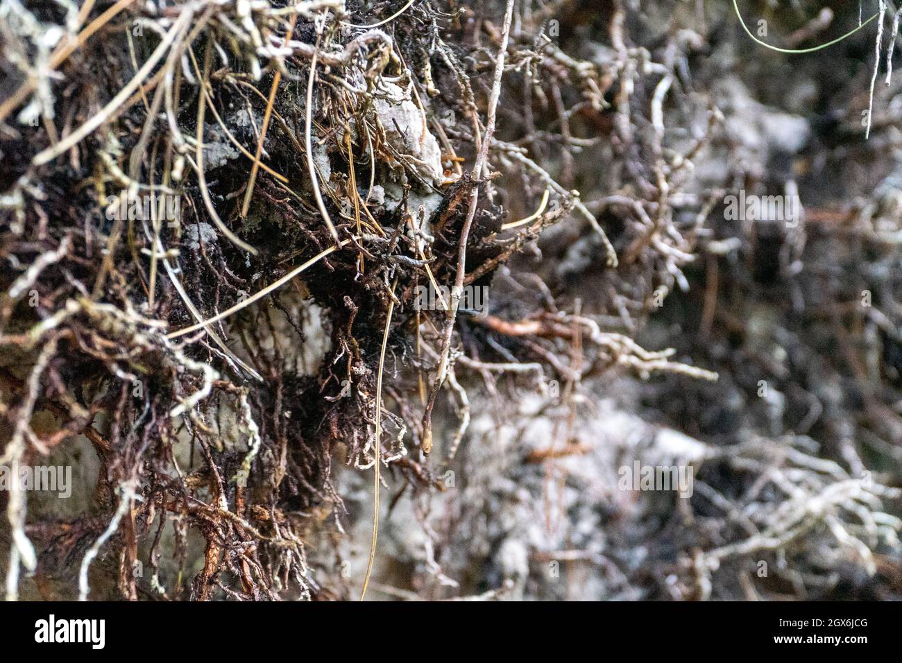 Close up tree roots through earth Stock Photo - Alamy