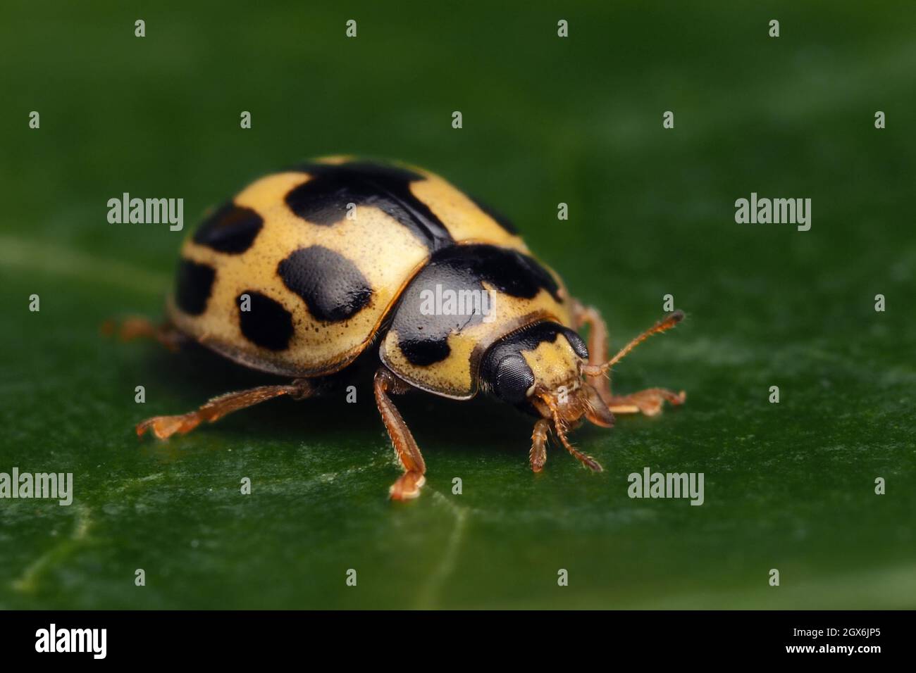 14-spot Ladybird (Propylea quattuordecimpunctata) resting on ivy leaf ...
