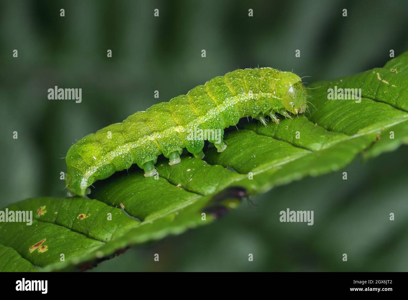 Angle Shades moth caterpillar (Phlogophora meticulosa) crawling along ...