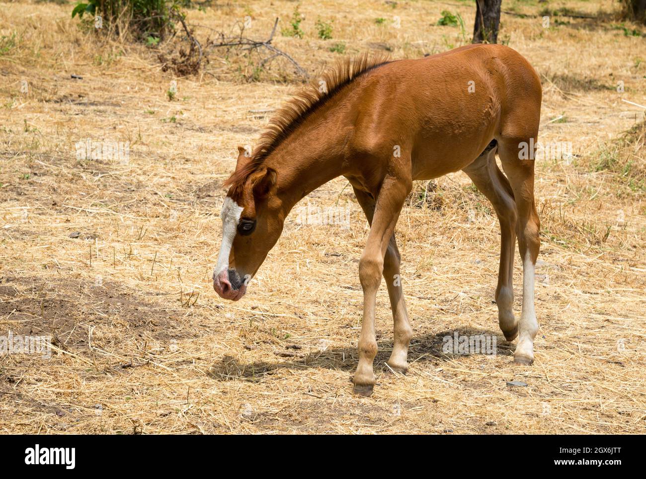 Portrait of a cute red foal with a white stripe on the forehead walking ...