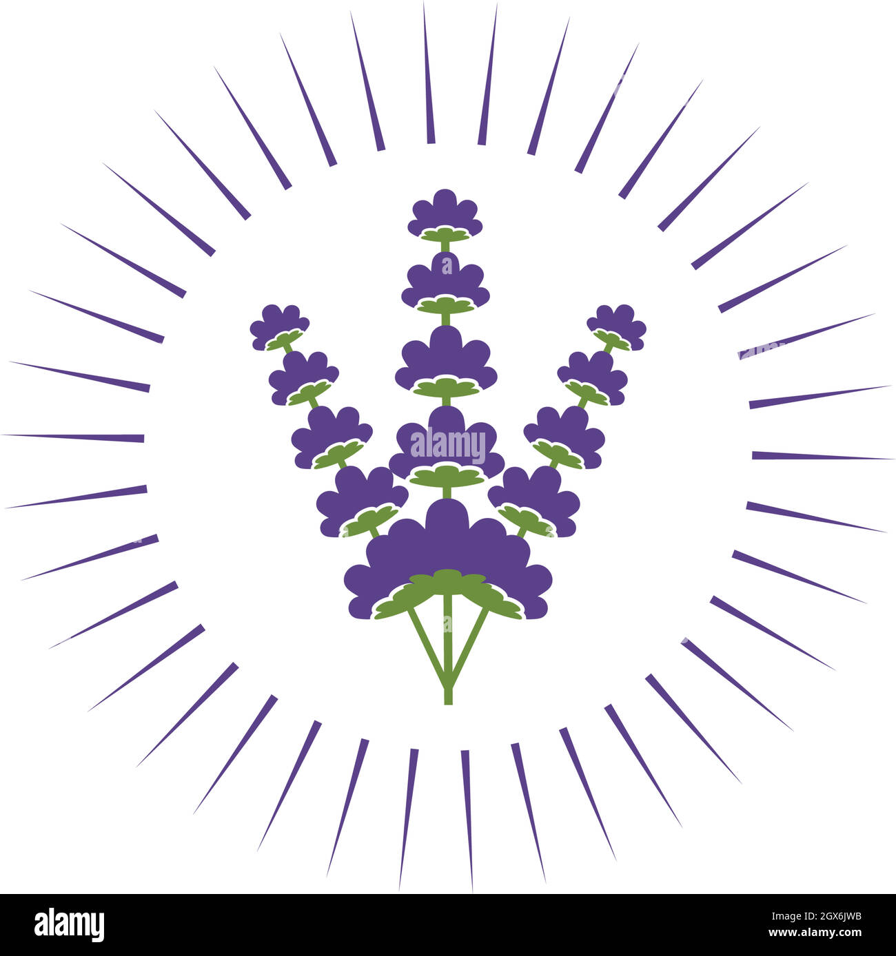 lavender flower vector illustration design Stock Vector Image & Art - Alamy