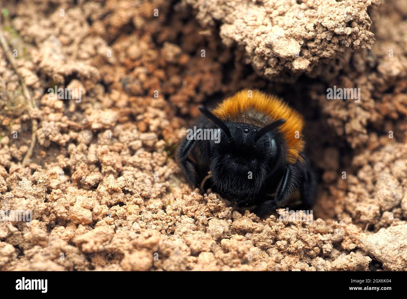 Gwynne's Mining Bee (Andrena bicolor) at its nest entrance. Tipperary ...