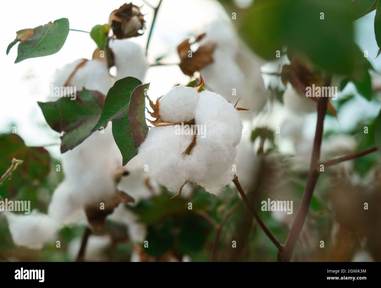 Cotton plant ready to harvest Stock Photo - Alamy