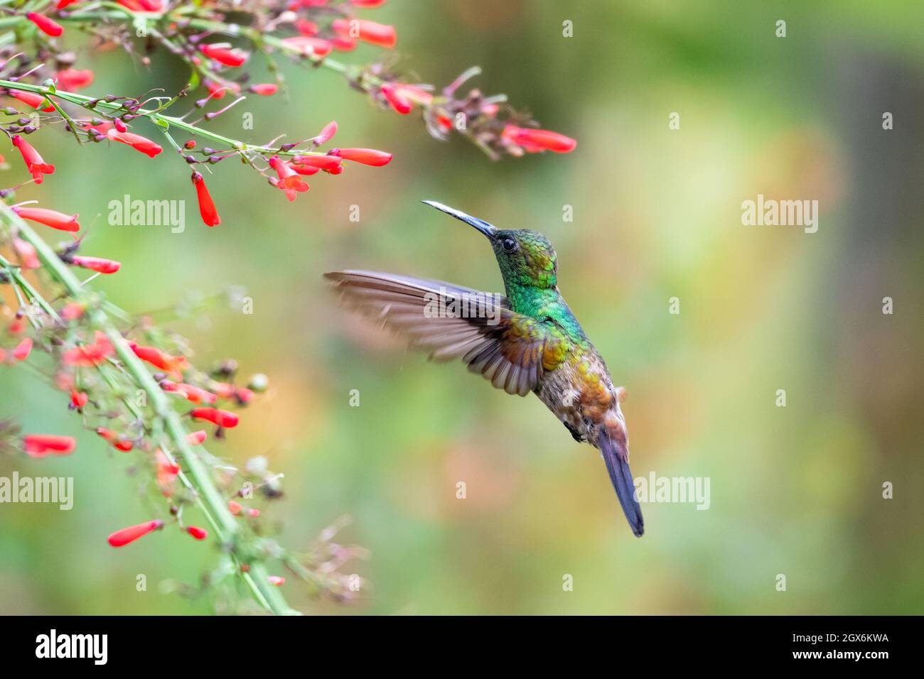 Tropical Copper-rumped hummingbird (Amazilia tobaci) feeding on red ...