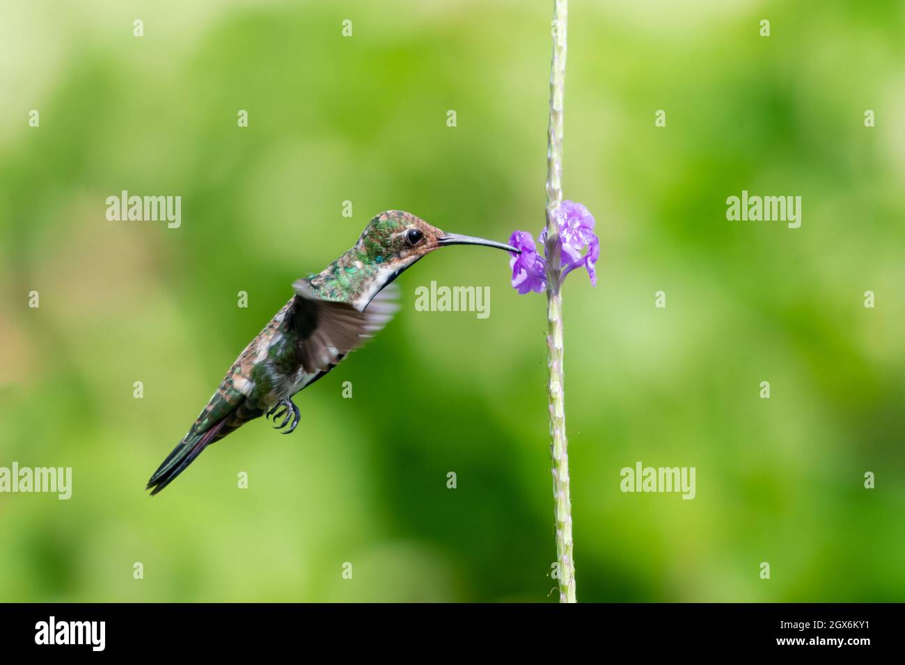 A female Black-throated Mango hummingbird (Anthracothorax nigricollis ...