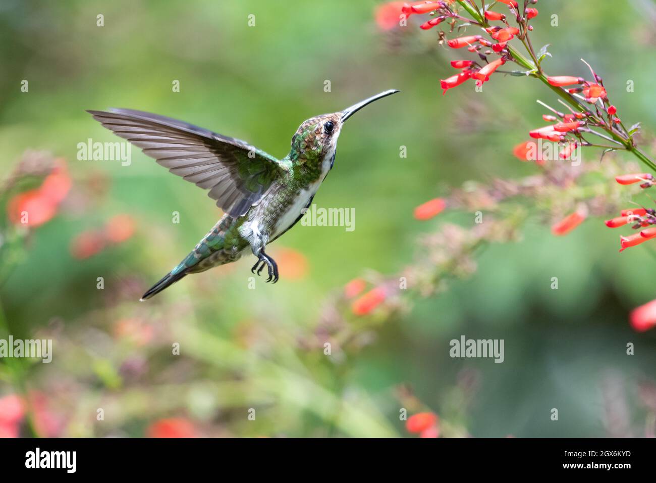 A female Black-throated Mango hummingbird (Anthracothorax nigricollis ...