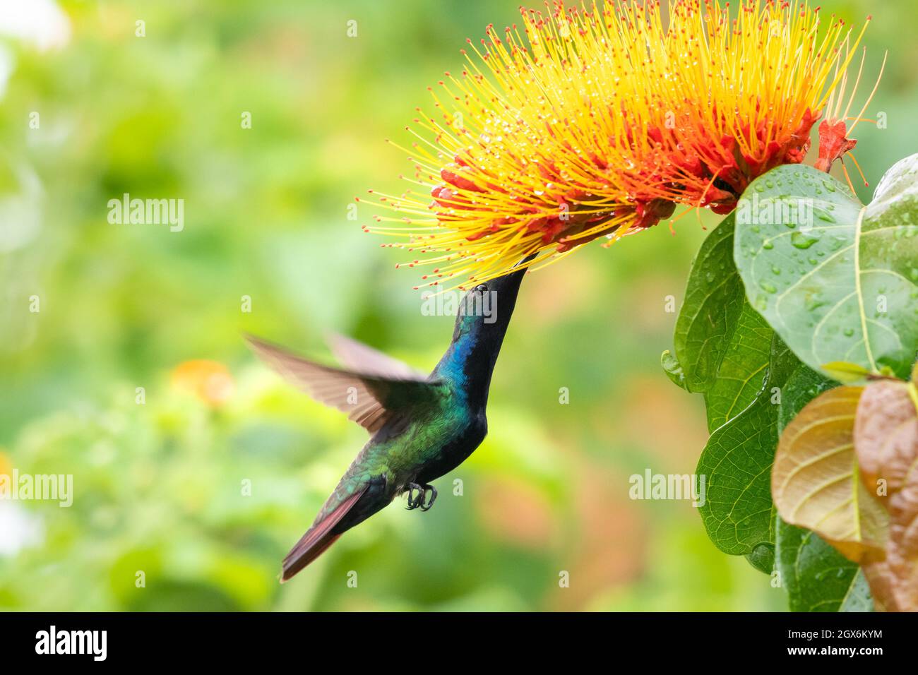 Male Black-throated Mango hummingbird (Anthracothorax nigricollis ...