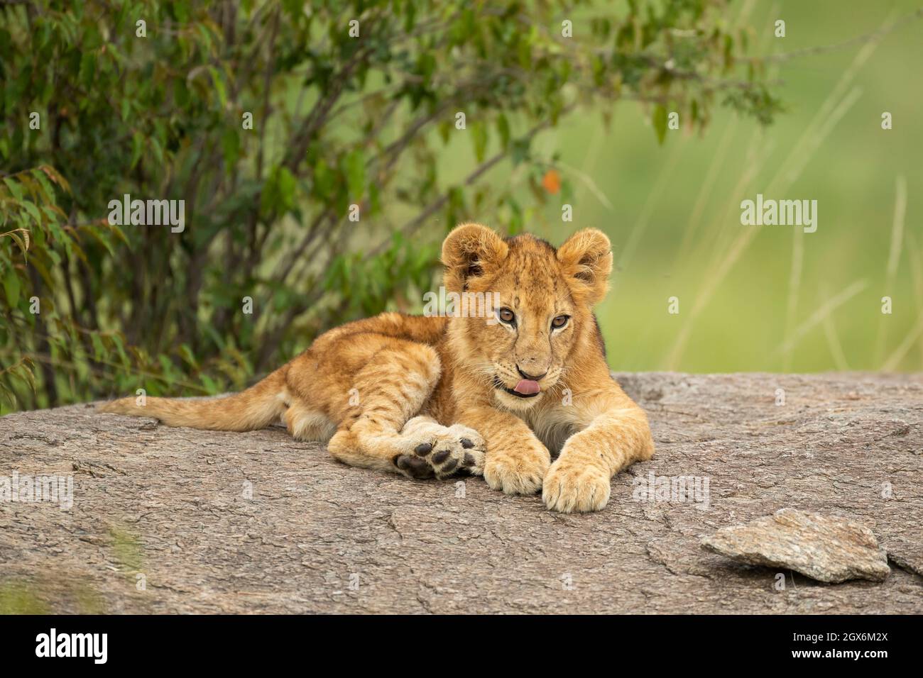 Lion cub (Panthera leo) sitting on a rock Stock Photo - Alamy