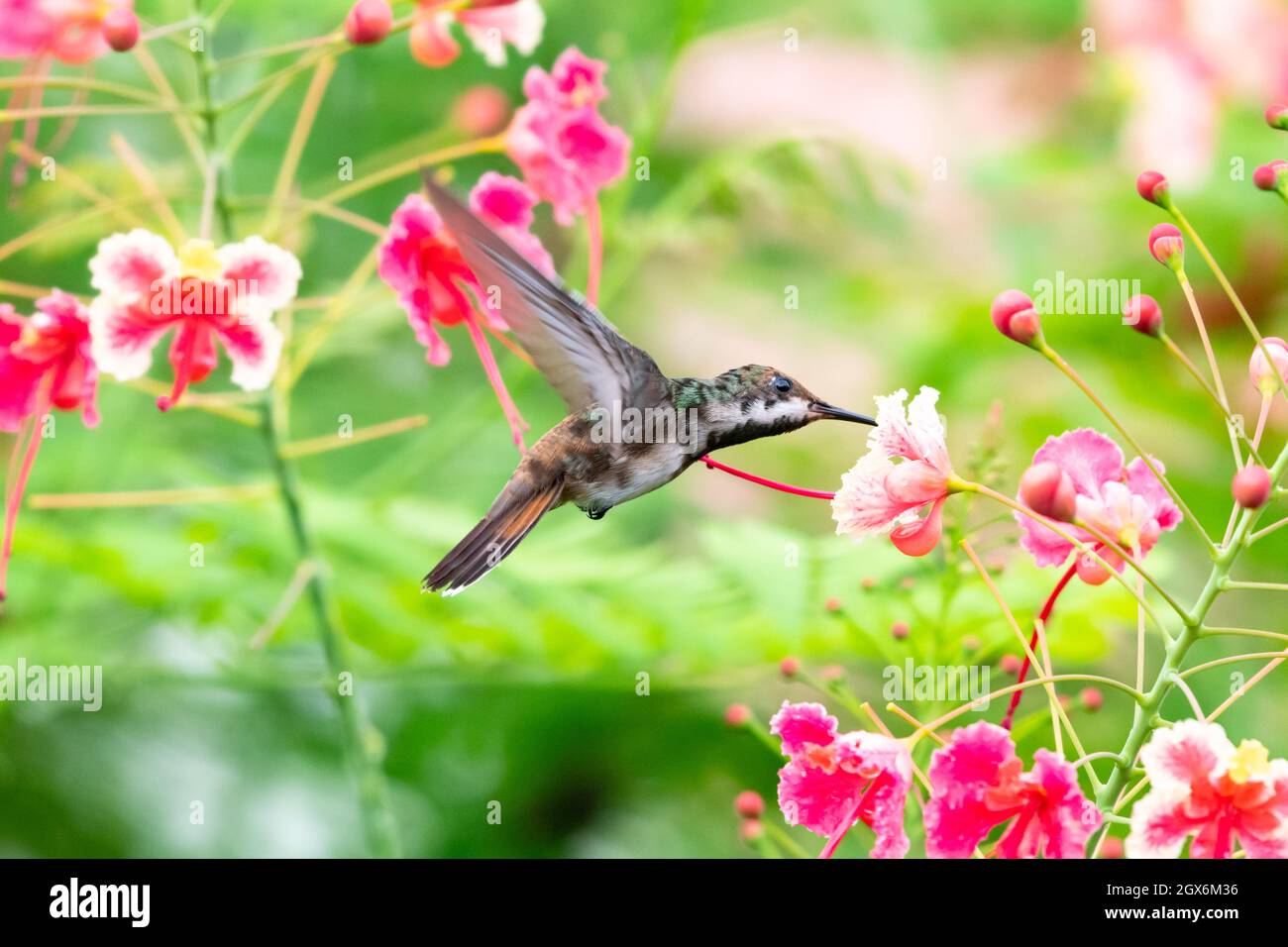A juvenile Ruby Topaz hummingbird (Chrysolampis mosquitus), feeding on ...
