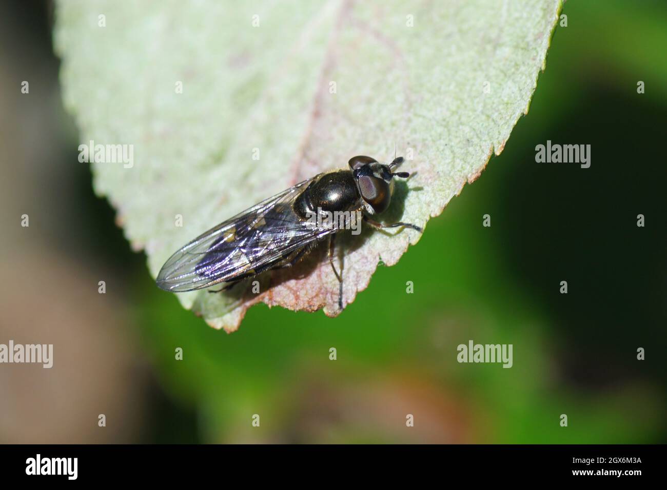 Xanthandrus comtus hi-res stock photography and images - Alamy