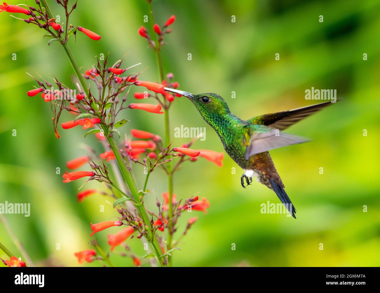 A Copper-rumped hummingbird, Amazilia Tobaci, feeding on red Antigua ...