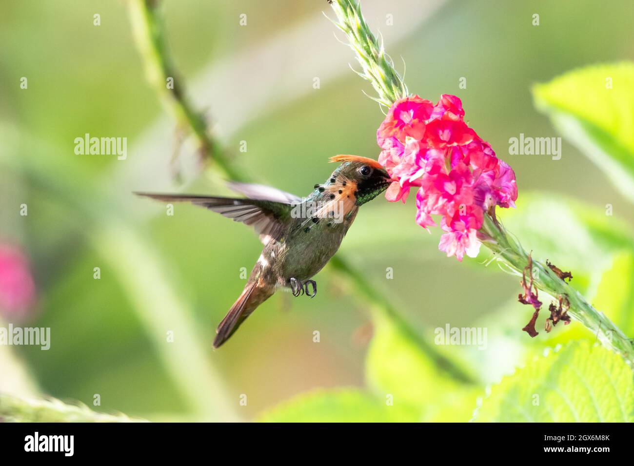 A male Tufted Coquette hummingbird, second smallest bird in the world ...