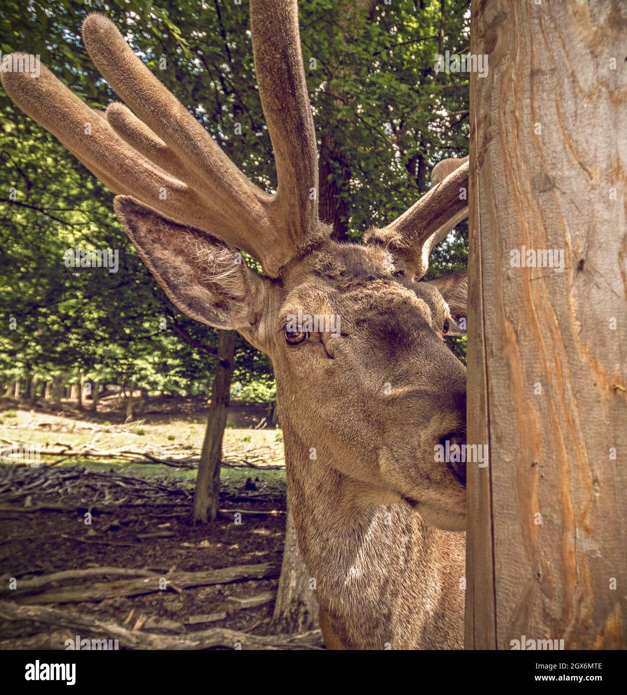 deer with fluffy horns portrait, looking into the camera from behind ...