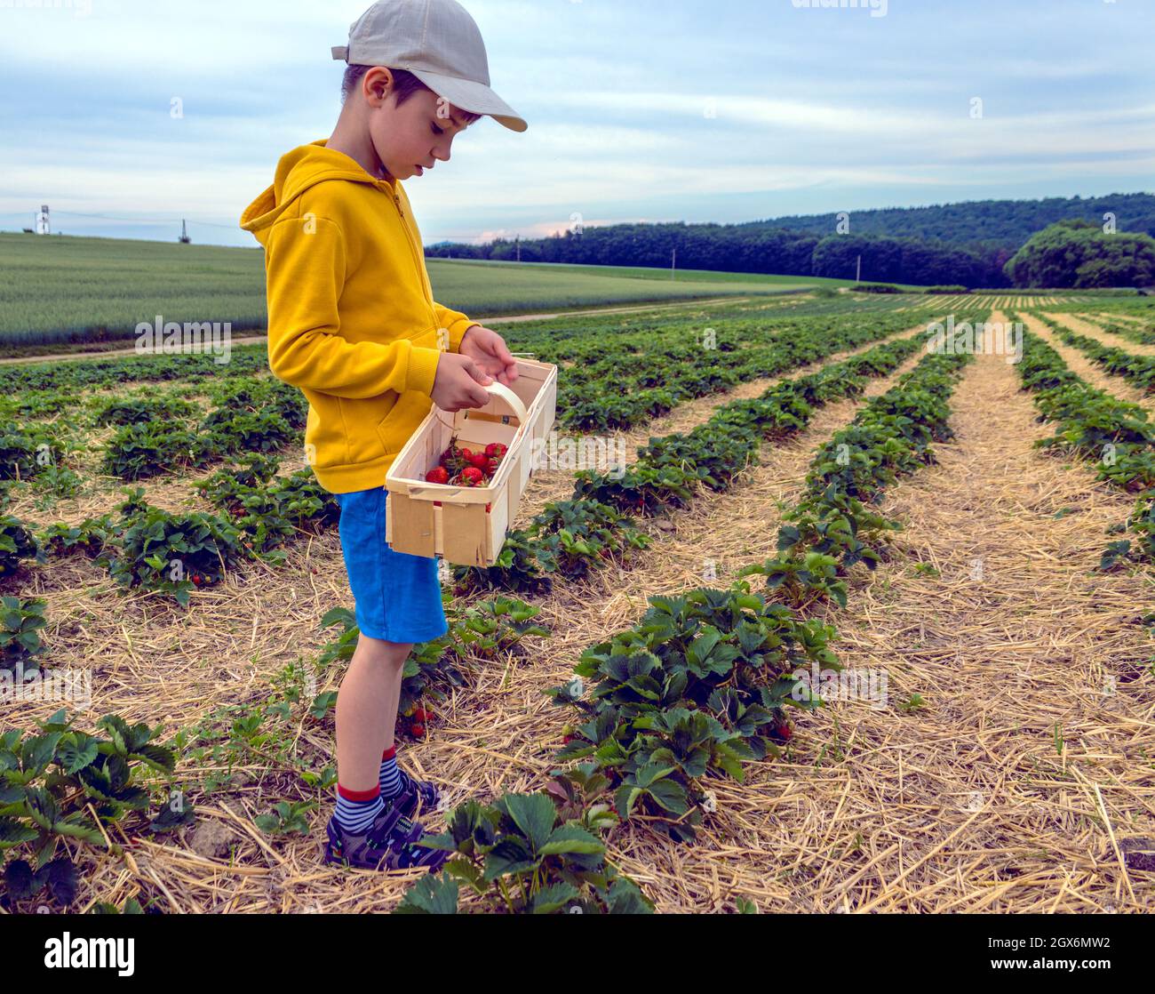 Boy child picking berries strawberries on strawberry field in basket ...