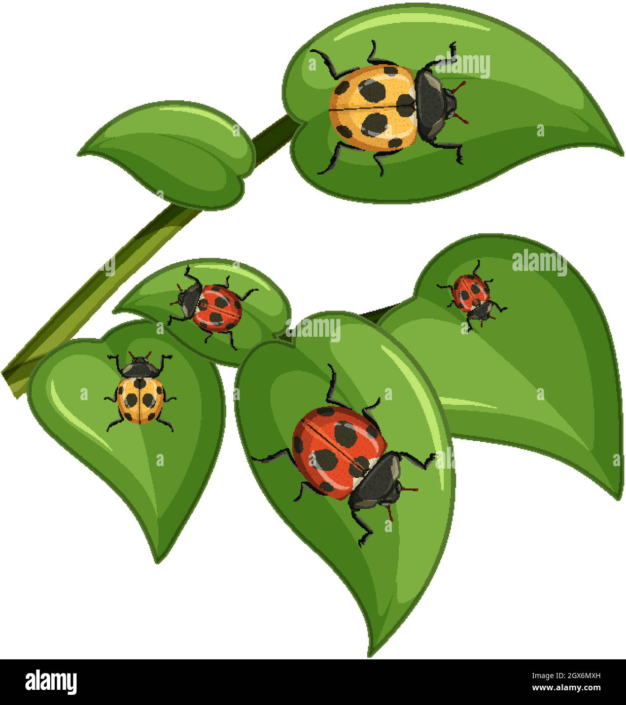 Ladybug close up on Stock Vector Images - Alamy