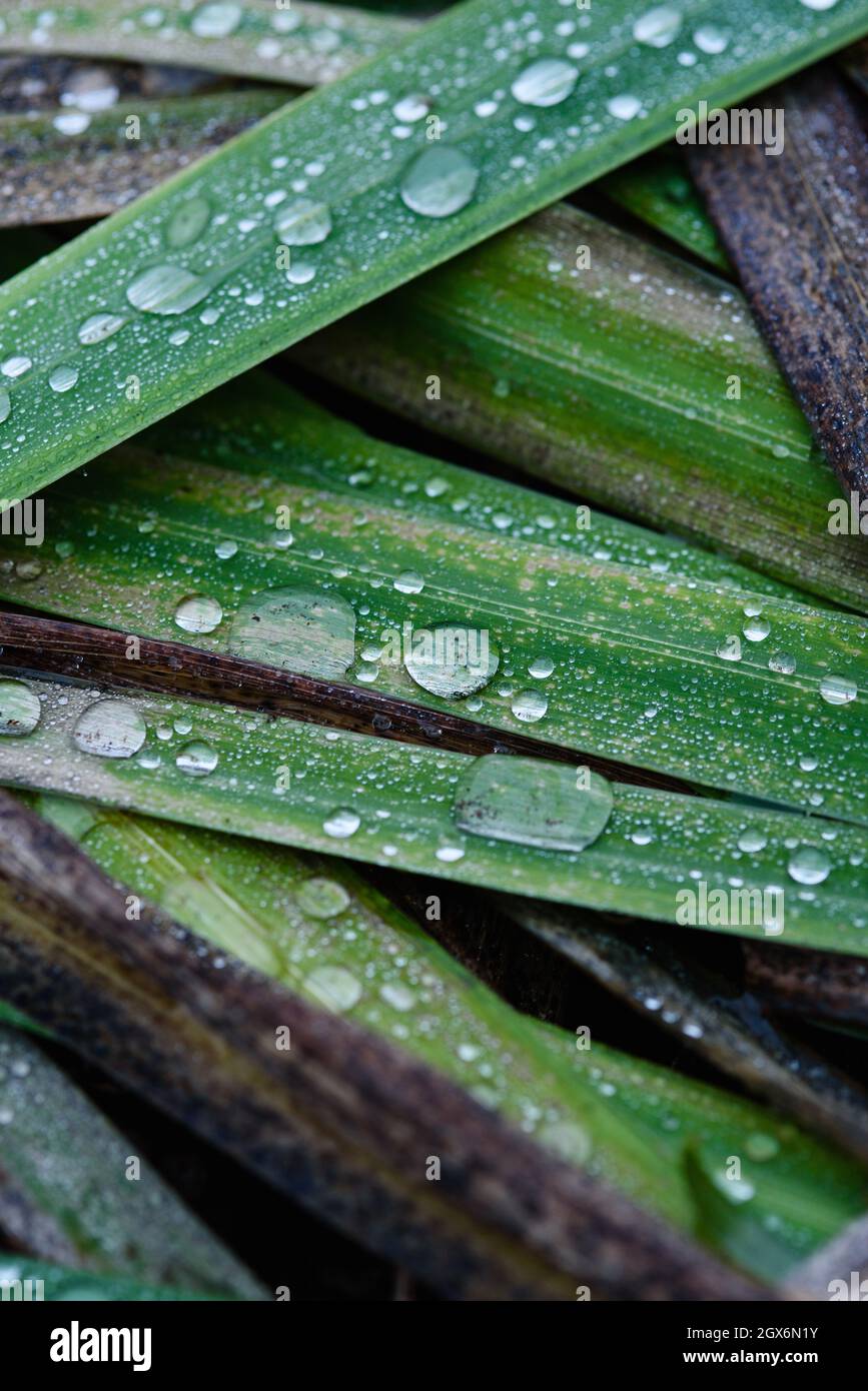 Withered plant in autumn hi-res stock photography and images - Alamy