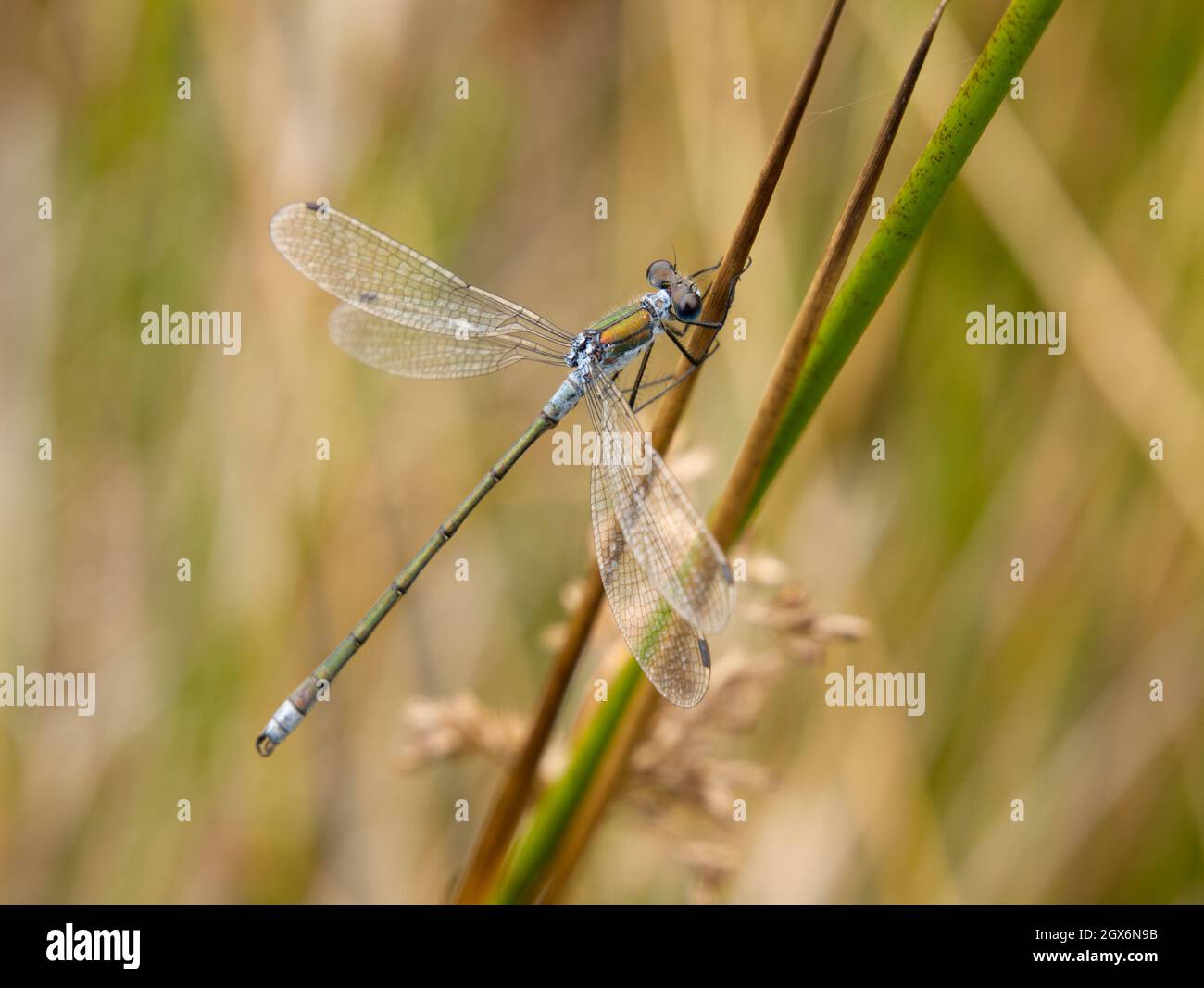 Male Emerald Damselfly (Lestes sponsa) perched on soft rush (Juncus ...