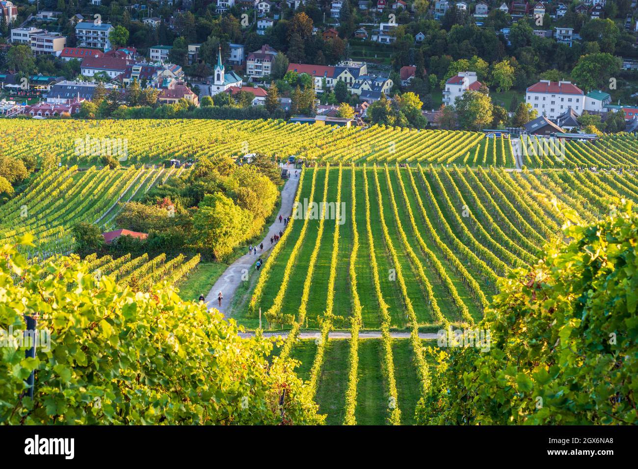 Wien, Vienna: vineyard in district Neustift am Walde in 19. Döbling ...