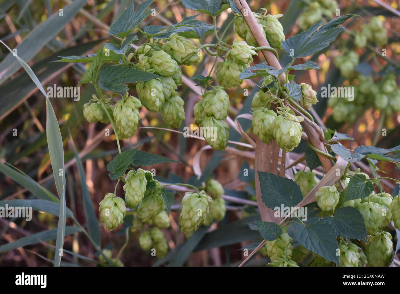 Tree with common hops on a blurred background Stock Photo - Alamy