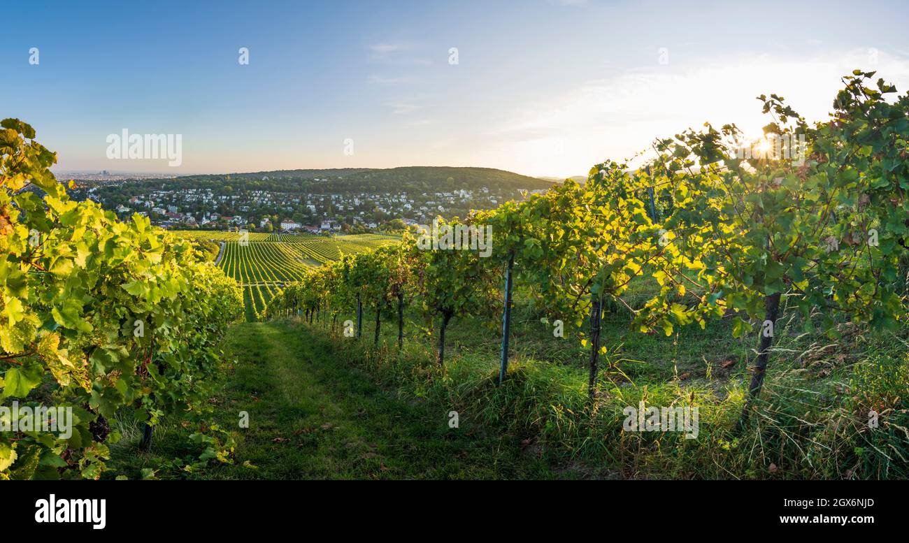 Wien, Vienna: vineyard in district Neustift am Walde in 19. Döbling ...