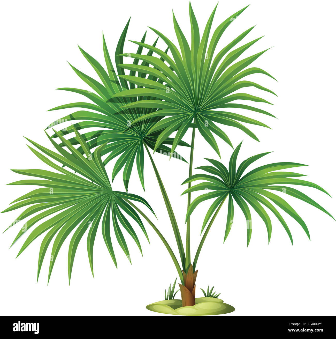 Washingtonia robusta mexican fan palm hi-res stock photography and ...