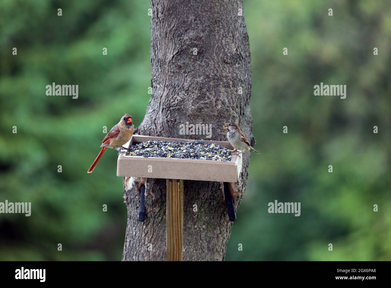 Female northern cardinal house sparrow hi-res stock photography and ...