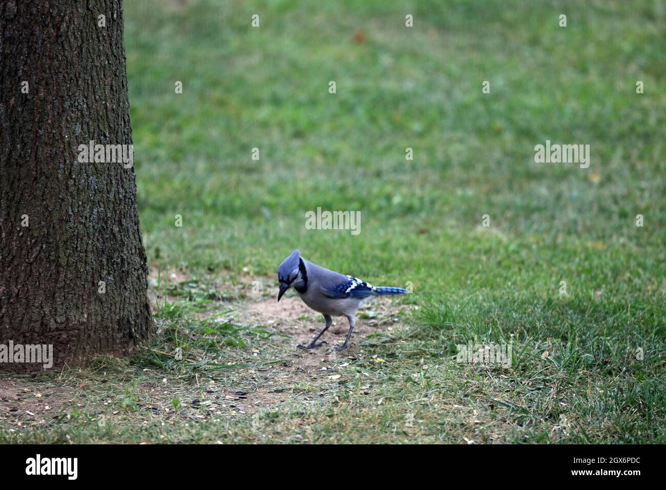 Close up of a female Blue Jay standing on the ground looking down, side ...