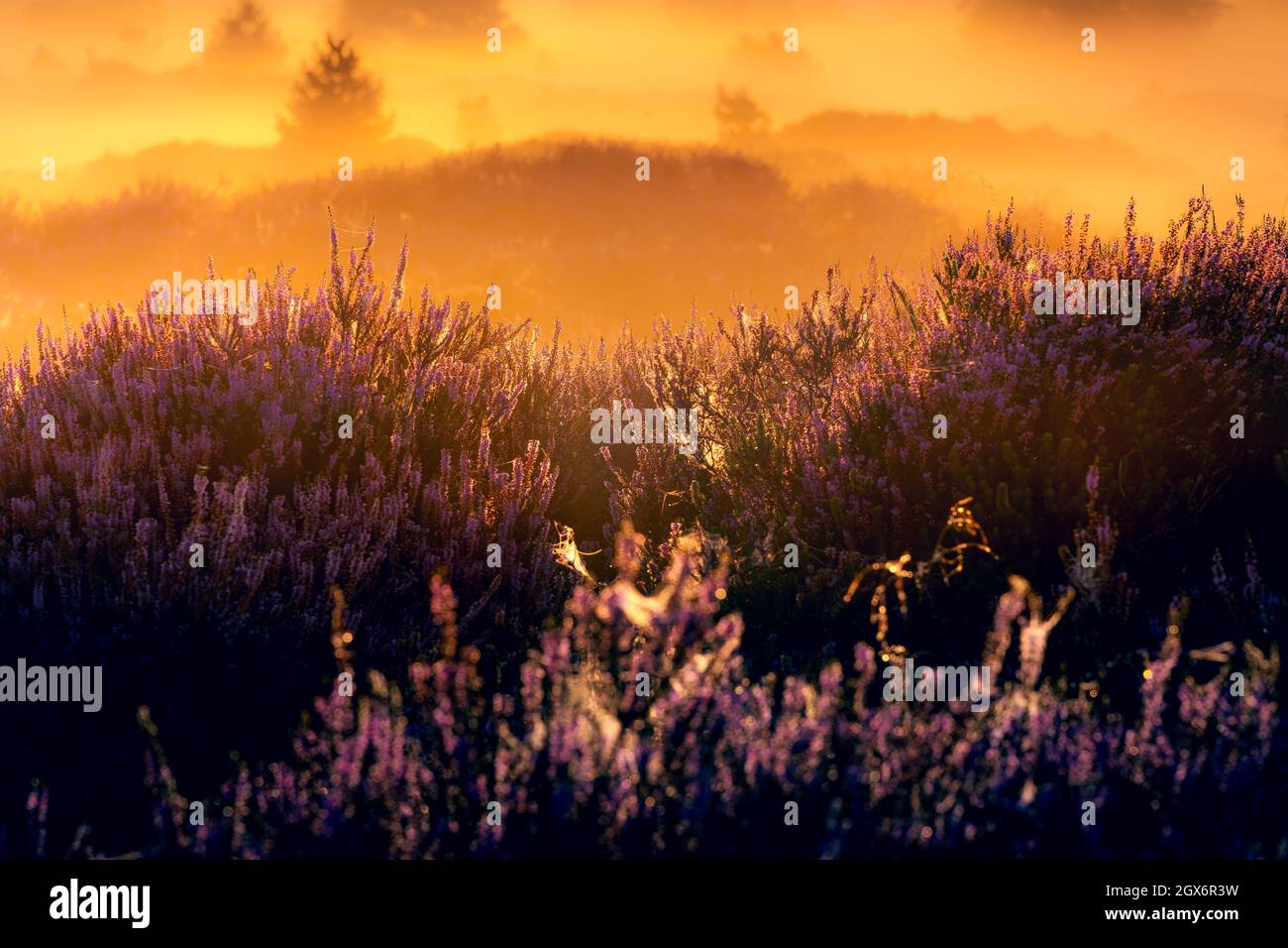 Pink heather in bloom, blooming heater landscape in the National park ...