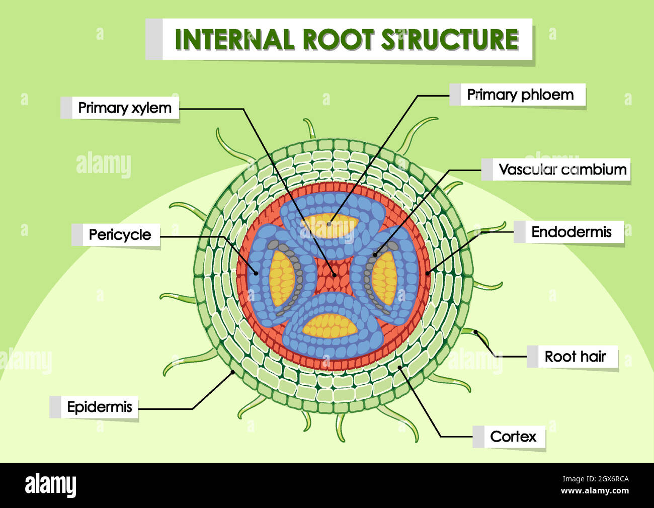 Diagram showing internal root structure Stock Vector Image & Art - Alamy