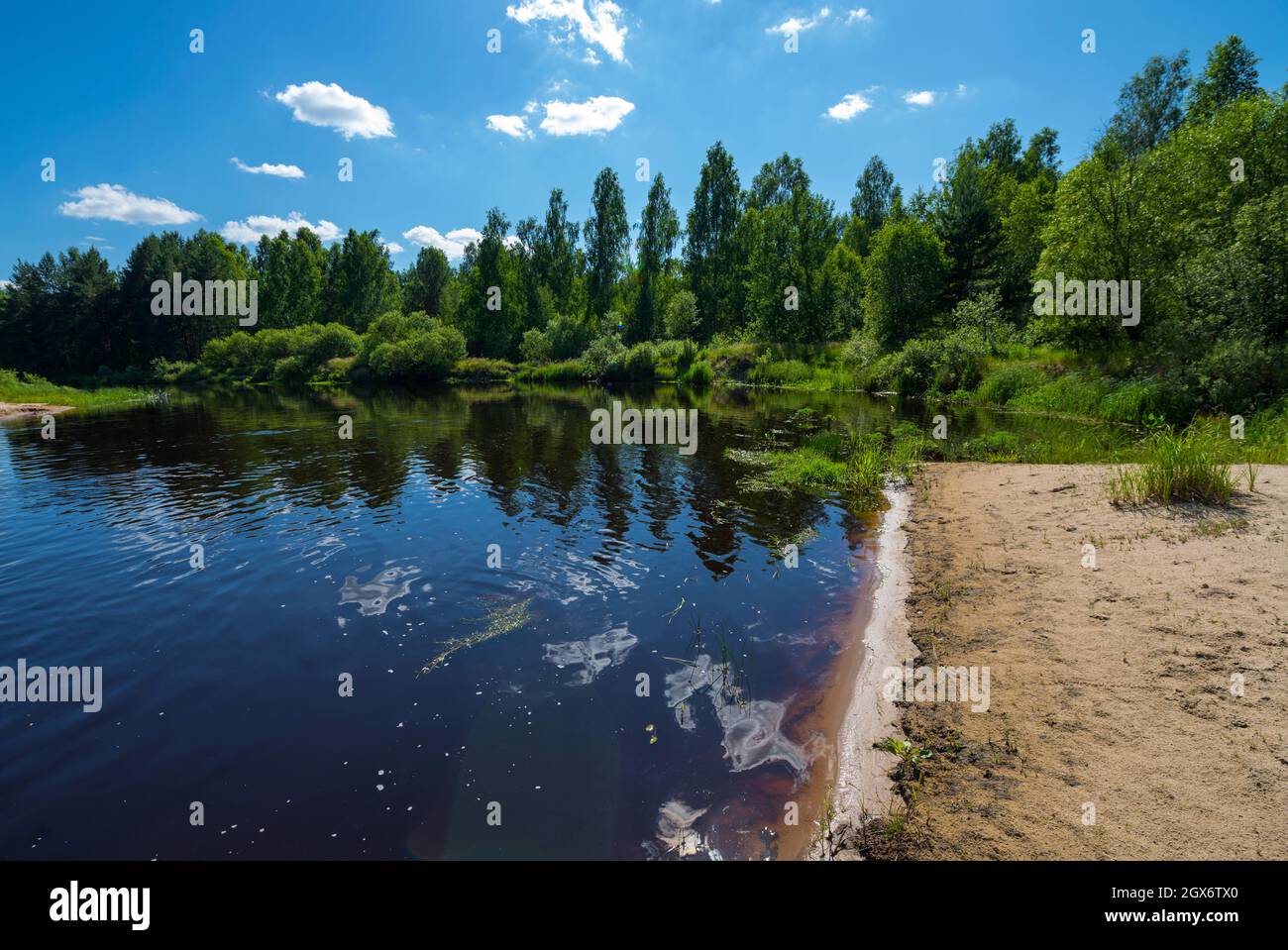 Autumn evening landscape with the river and a beautiful tree. River Pra ...