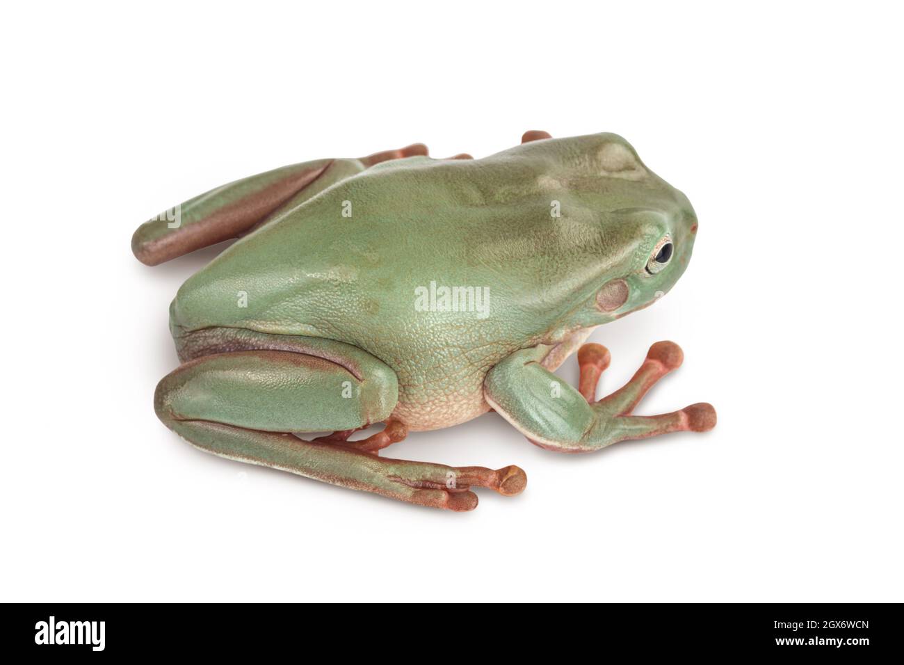 The Australian green tree frog isolated on white background with ...