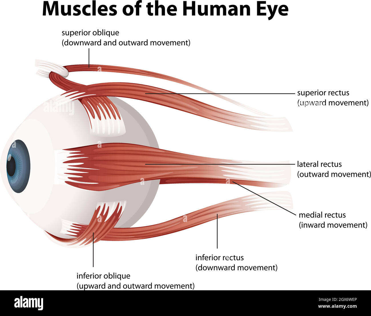 Lateral Rectus Muscle
