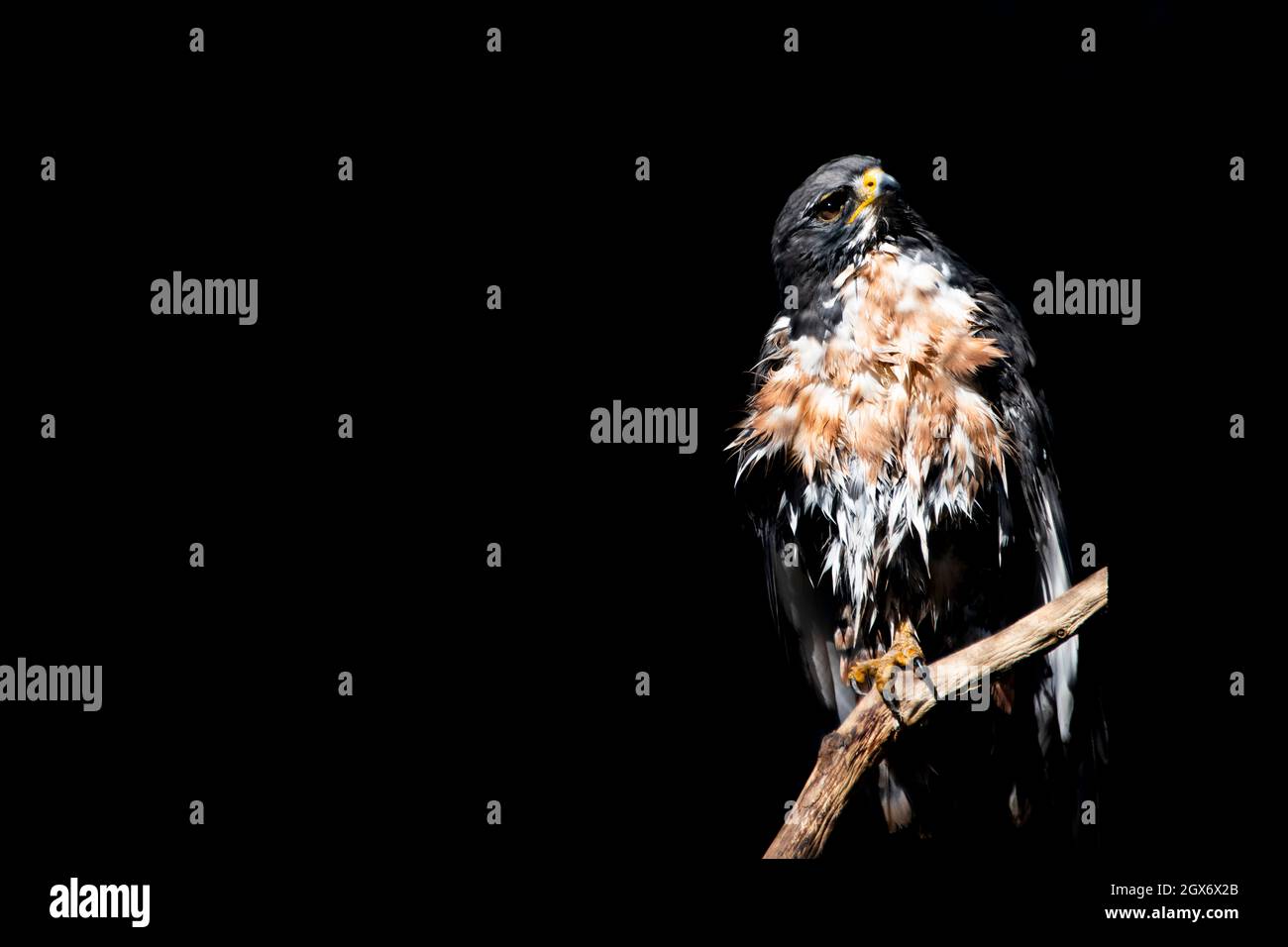 Beautiful hawk hi-res stock photography and images - Alamy