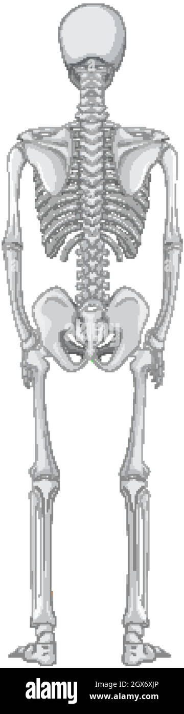 Back view of skeleton isolated on white background Stock Vector Image ...