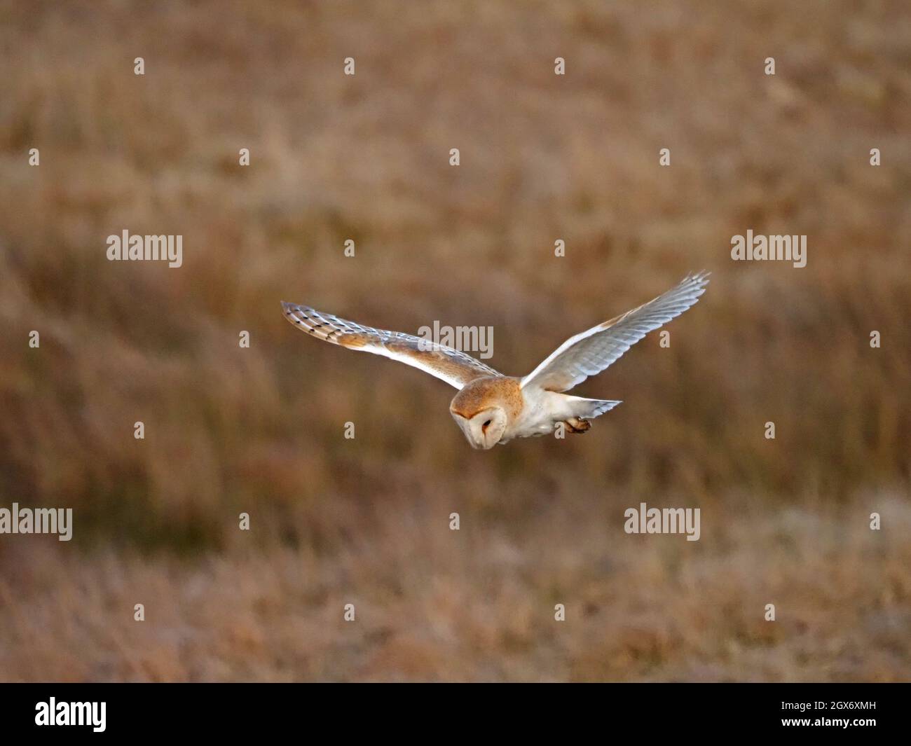 Barn owl (Tyto alba) in flight hunting over rough moorland grass & rush ...